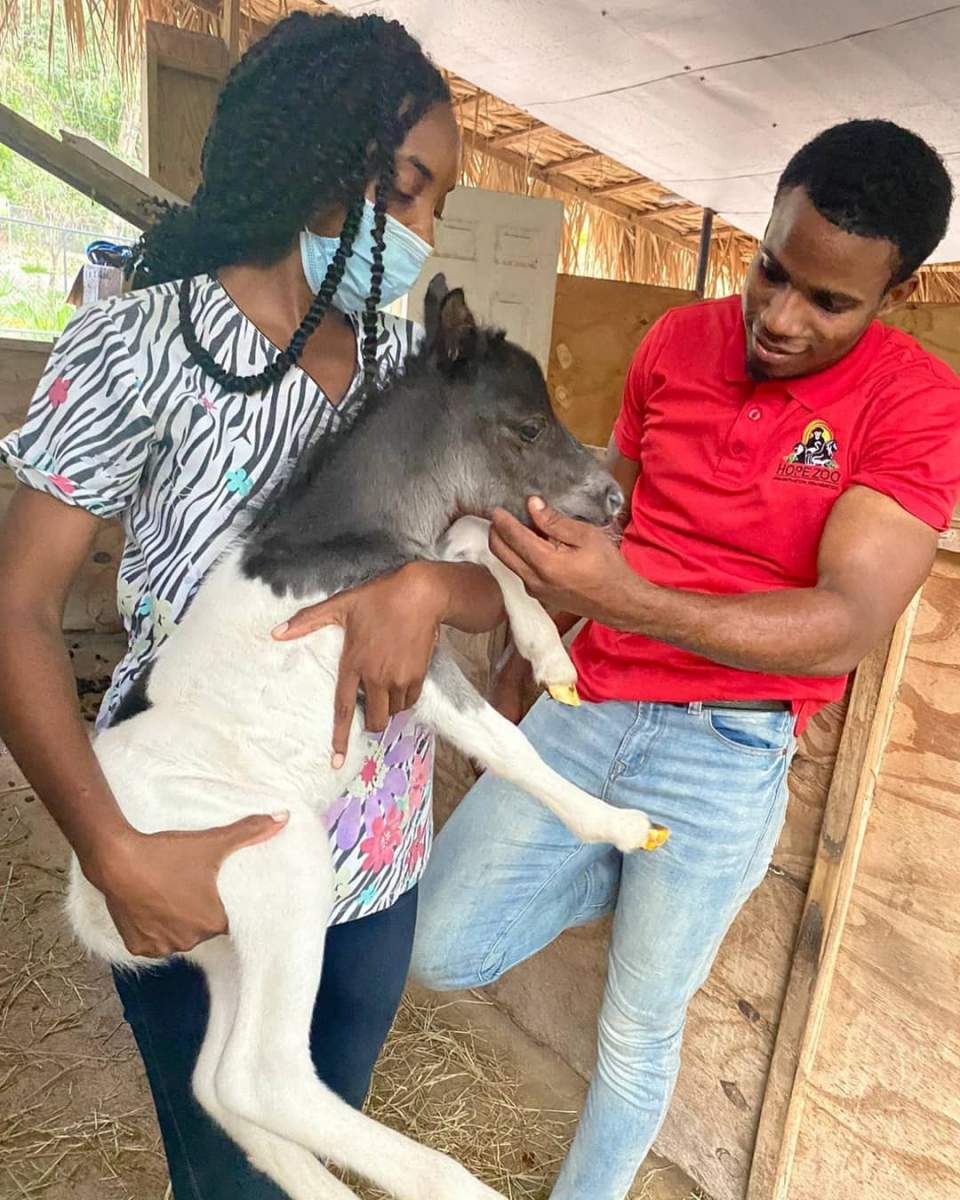 Hope Zoo Kingston - MyWaymore