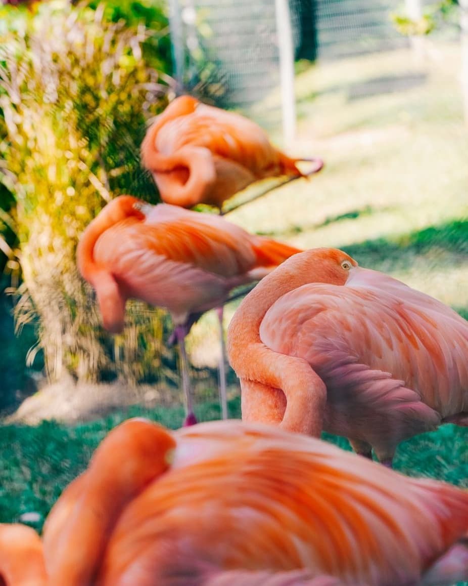 Hope Zoo Kingston - MyWaymore