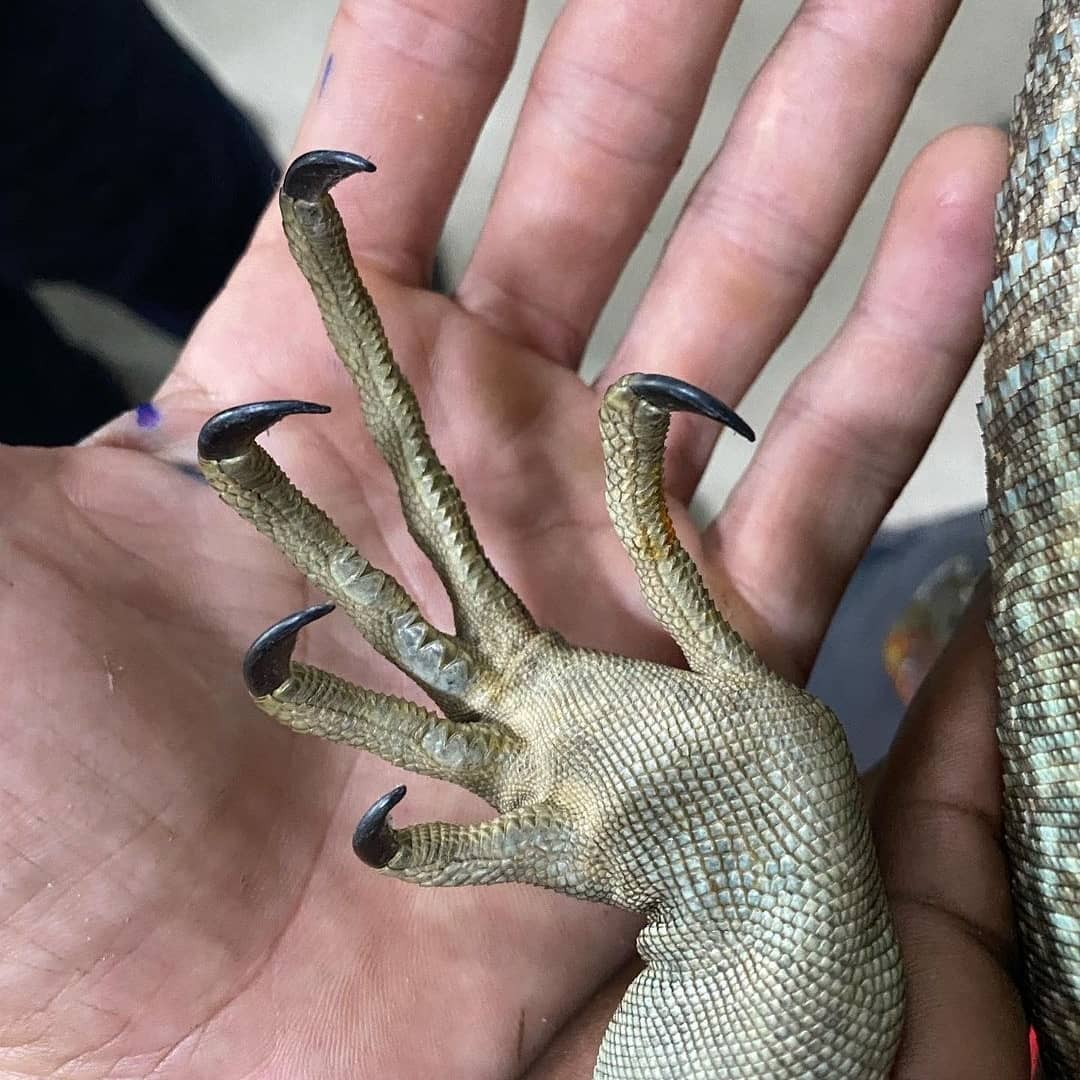 Hope Zoo Kingston - MyWaymore